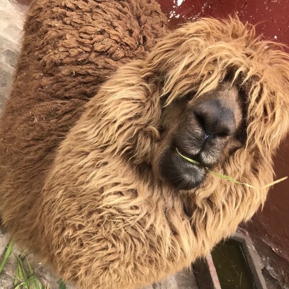 Hand Crafted | Bags | Handwoven Peruvian Wool Backpack | Poshmark